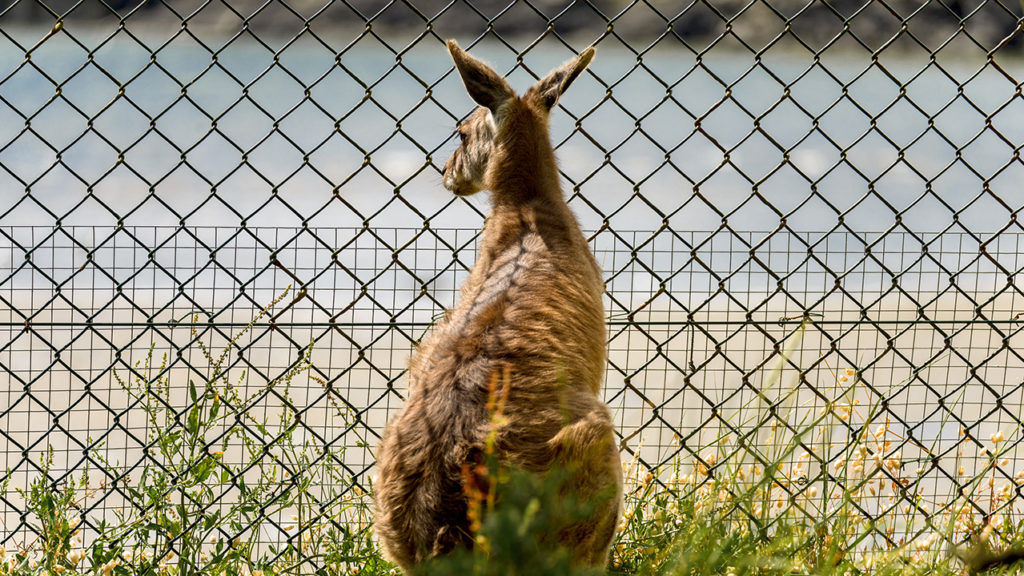 - Migration Observatory